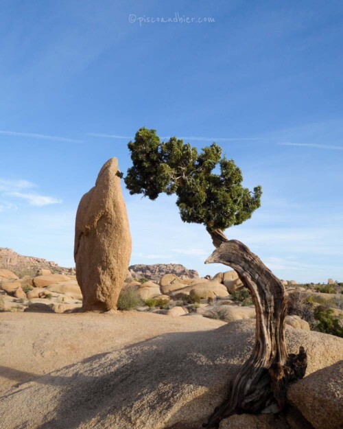 30+ Best Things To Do In Joshua Tree National Park & Around