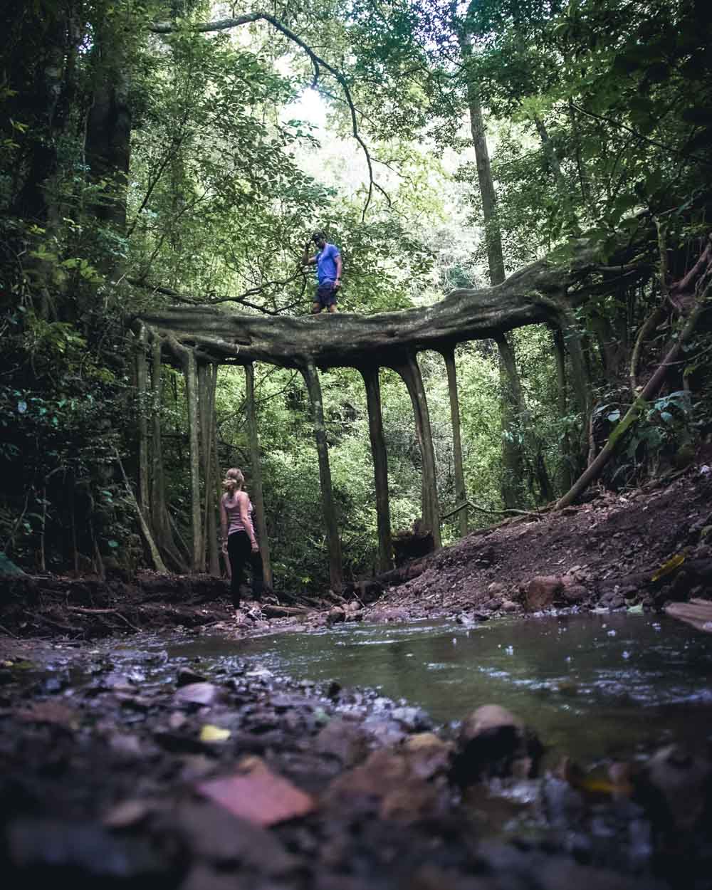 Climbing The Monteverde Hollow Ficus Tree & Natural Tree Root Bridge