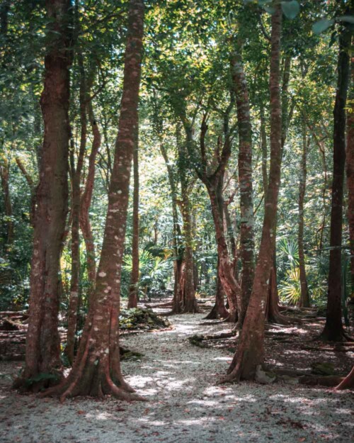 Muyil Ruins Near Tulum & Muyil River Float In The Mayan Canals (2023)