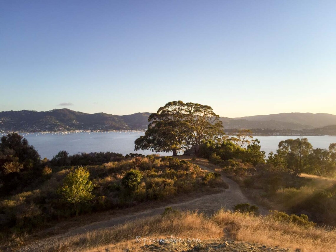 Hippie Tree Tiburon - Hippie Tree Swing Near San Francisco